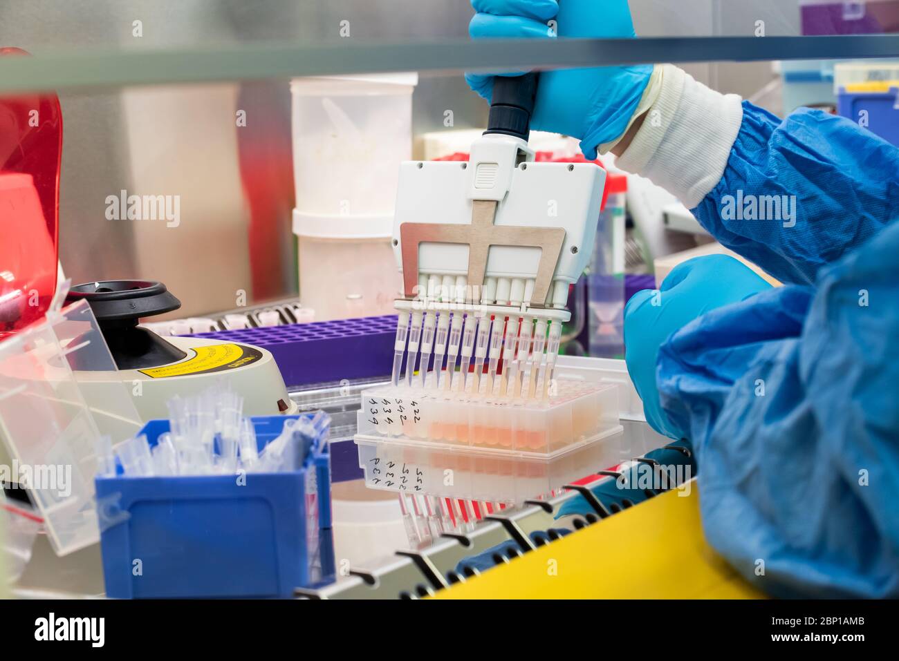 Scientist uses multichannel pipette during DNA research Stock Photo - Alamy