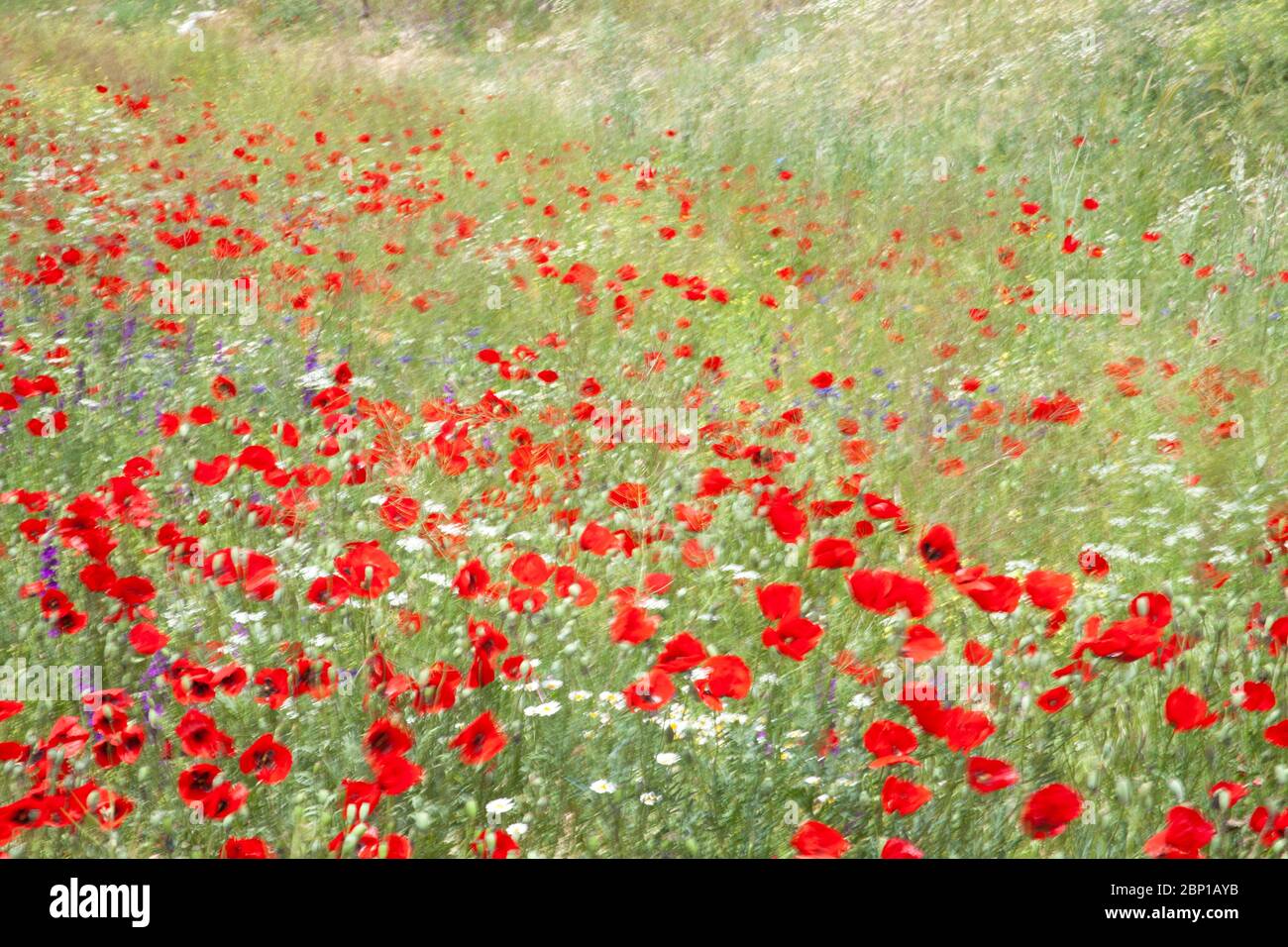 Flowering landscape in spring. Beautiful nature Stock Photo - Alamy