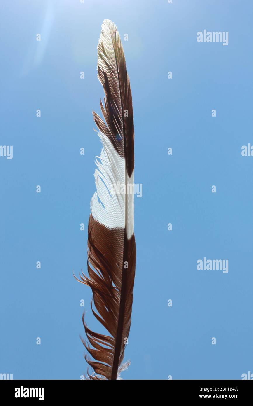 Floating feather in the sky. Background Stock Photo - Alamy