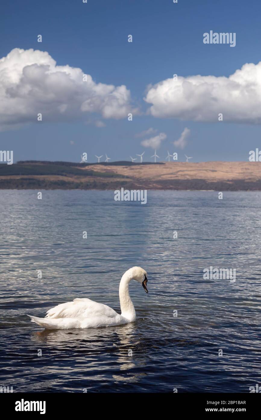 swan swimming in the sea at Arran Stock Photo - Alamy
