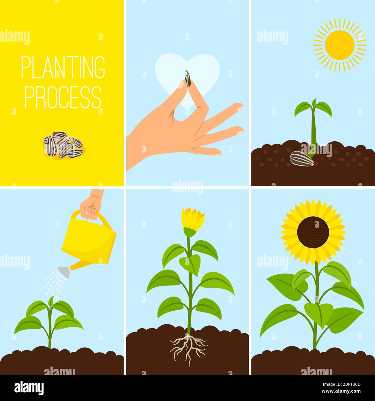 Flower planting process vector illustration. Planting a seed watering ... Flower planting process vector illustration. Planting a seed watering ...