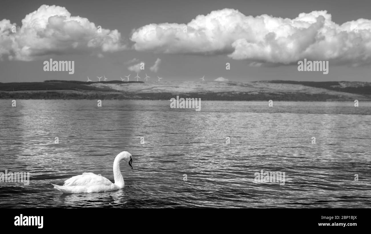 swan swimming in the sea at Arran Stock Photo - Alamy