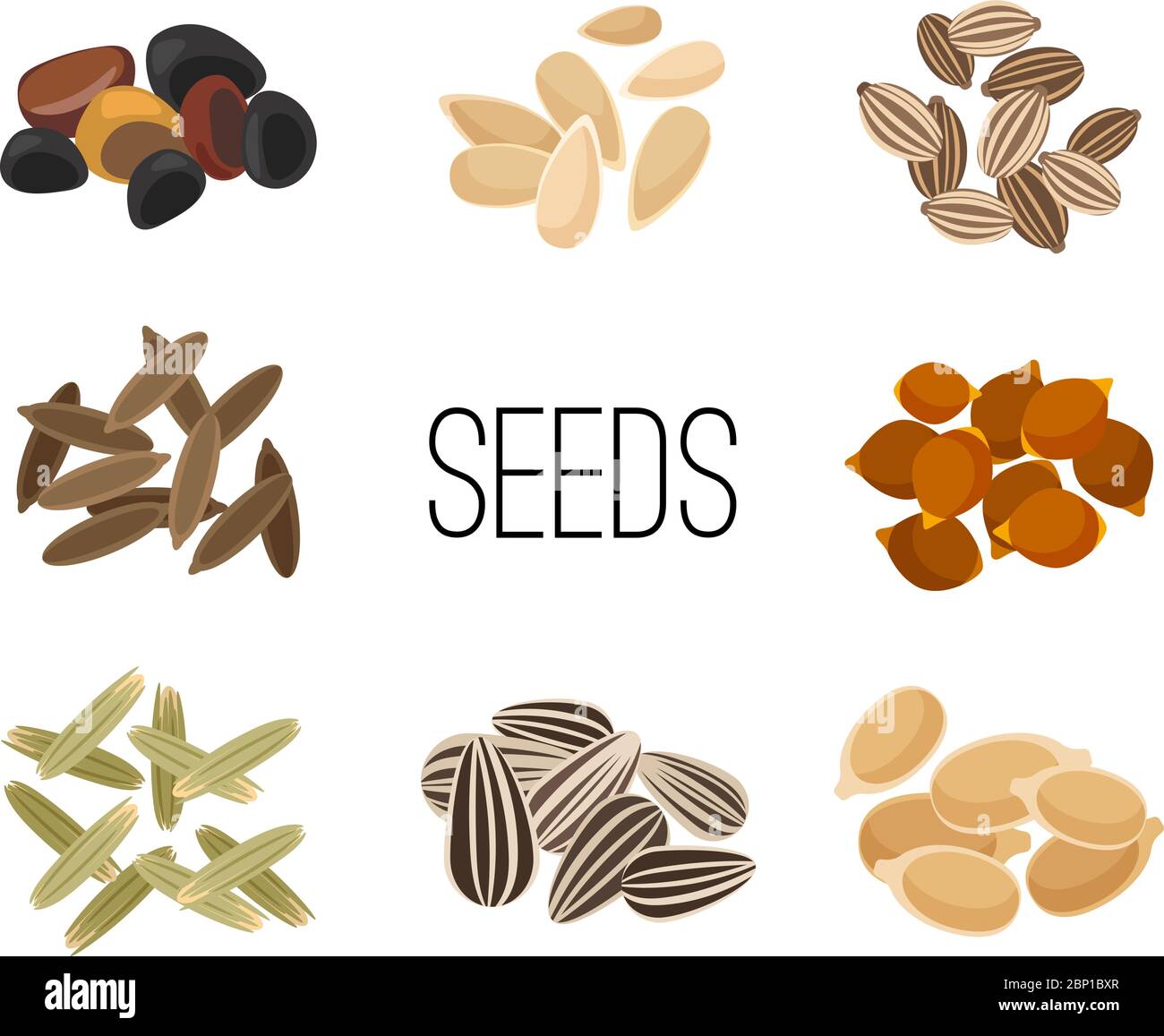 Grain Seed Vector