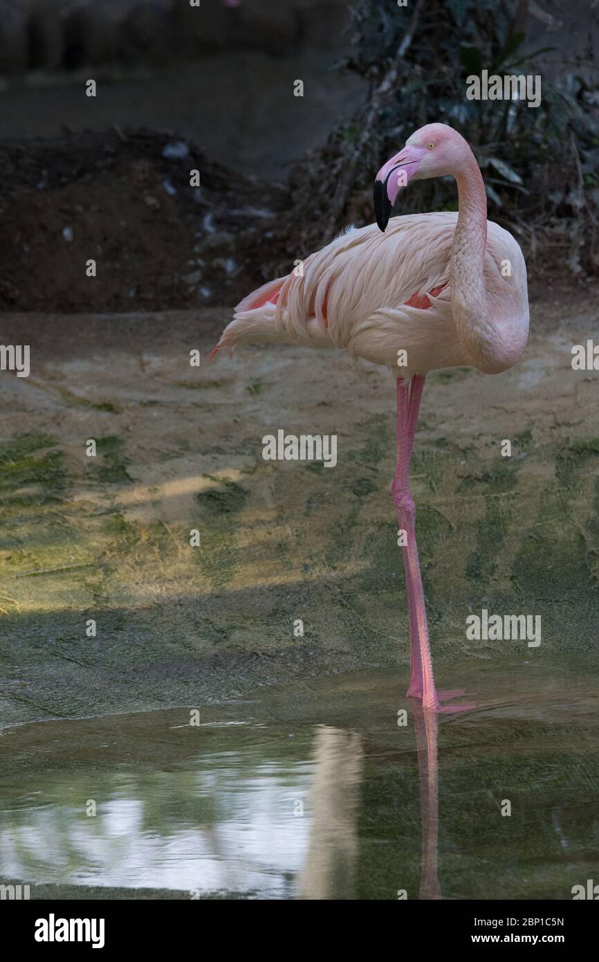 Red flamingo on one leg, naturalistic image Stock Photo - Alamy