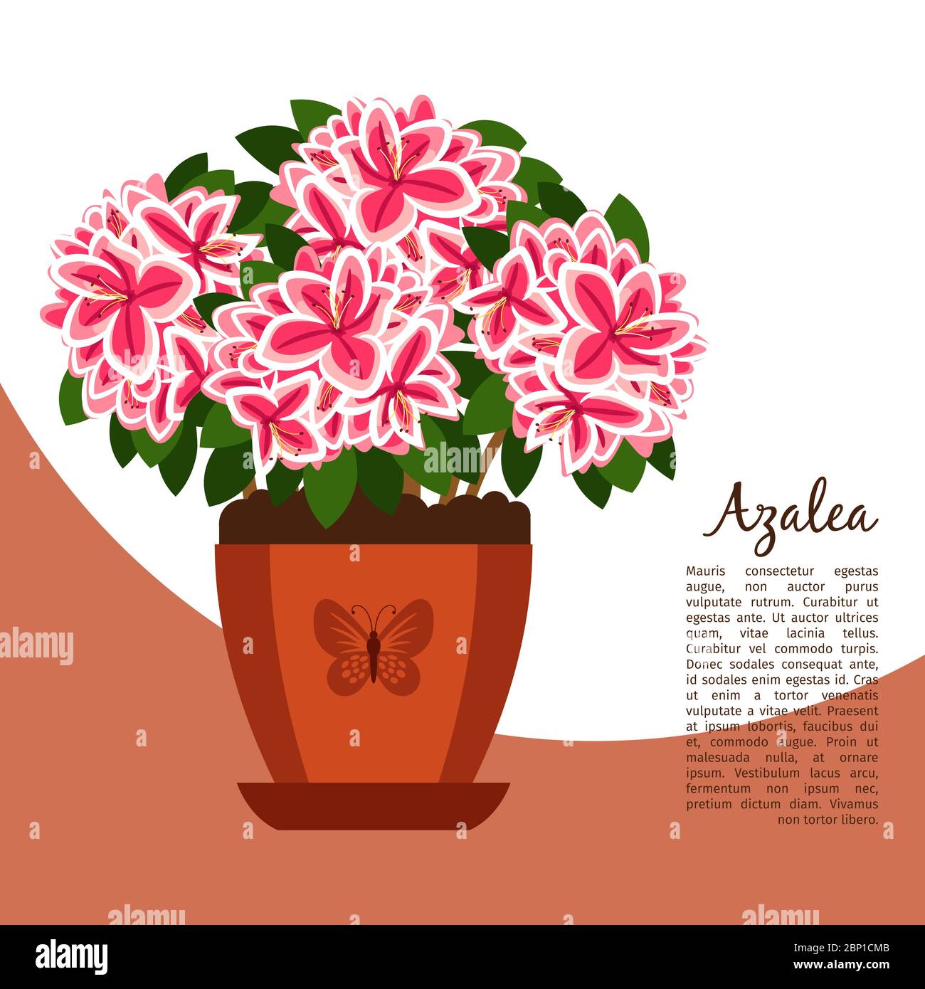 Azalea indoor plant in pot banner template, vector illustration Stock ...
