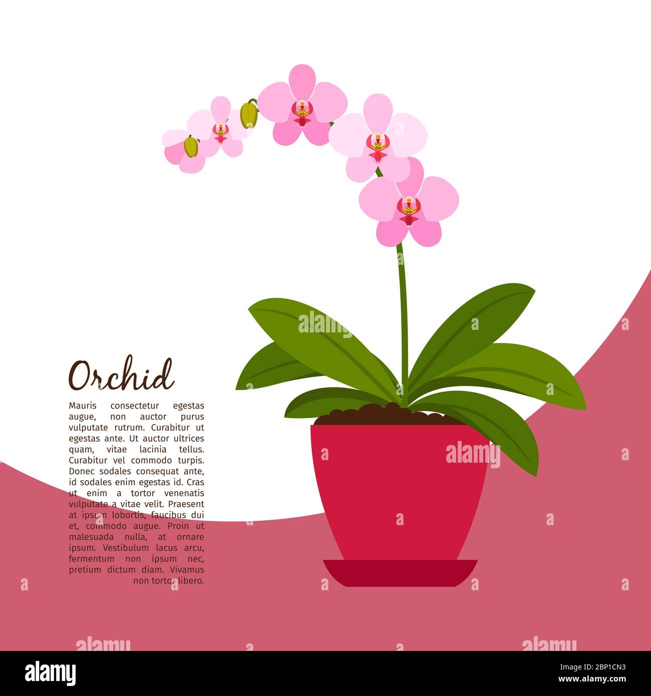 Orchid indoor plant in pot banner template, vector illustration Stock ...