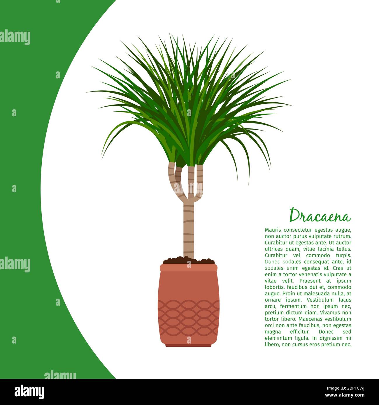Dracaena indoor plant in Stock Vector Images - Alamy