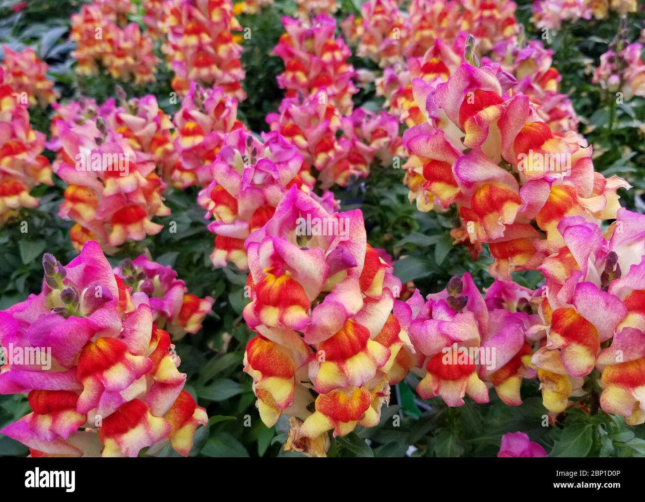 Mixed color of Snapdragon Sunset, an upright annual flower Stock Photo ...
