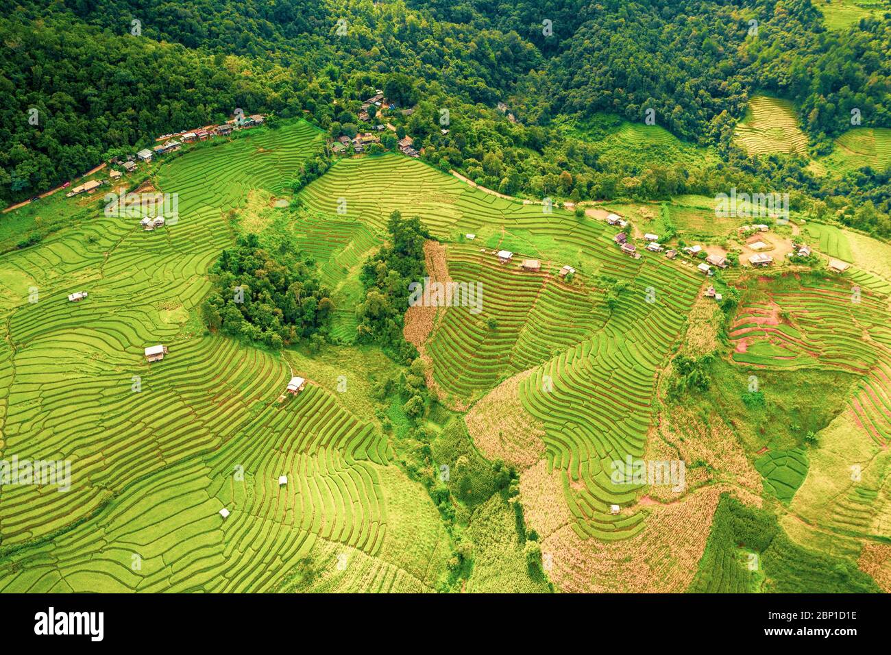 Aerial view on nature landscape with scenery rice field on background ...