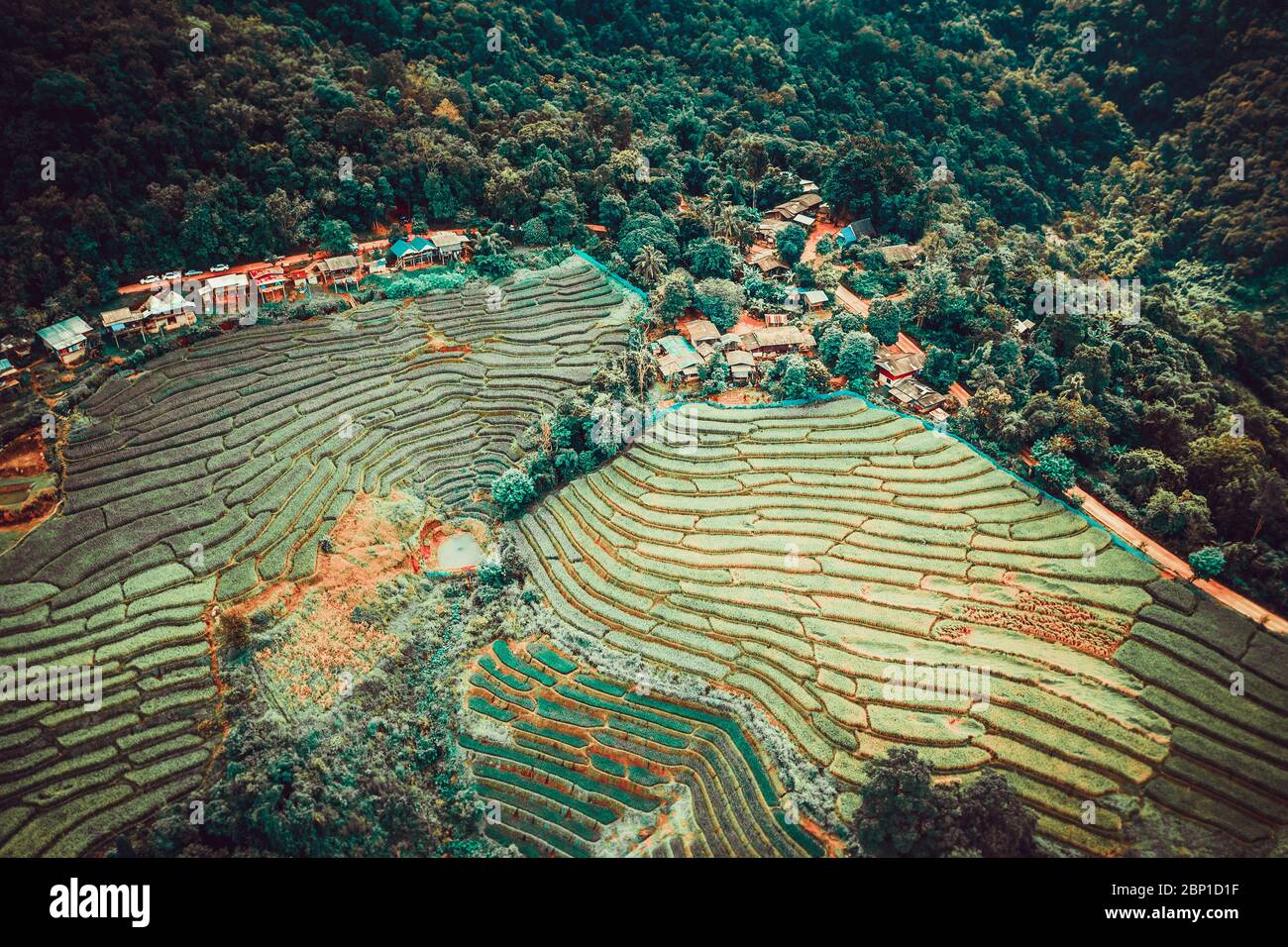Aerial view on nature landscape with scenery rice field on background ...