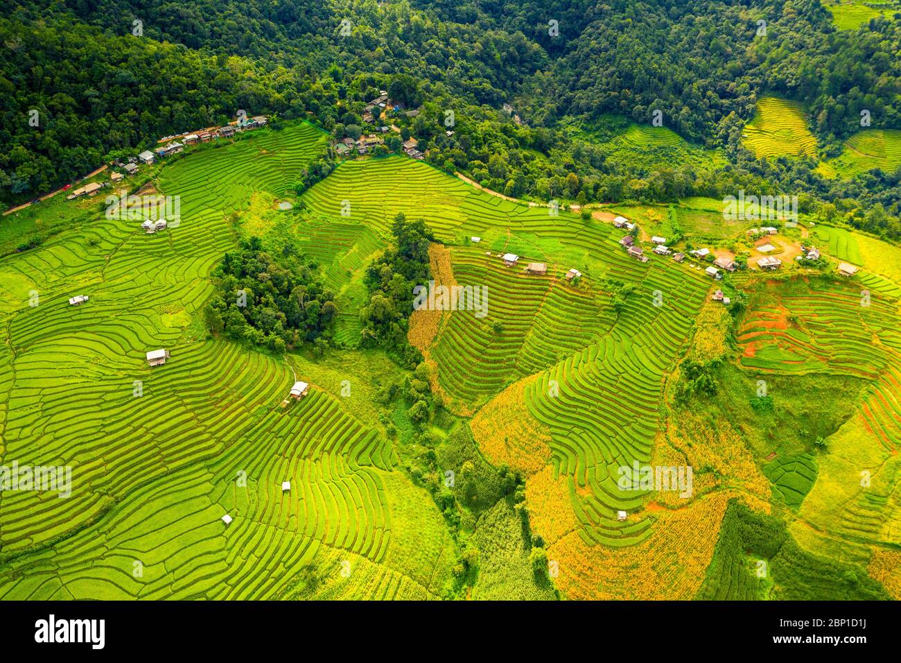 Pa-pong-peang rice terrace north Thailand Stock Photo - Alamy