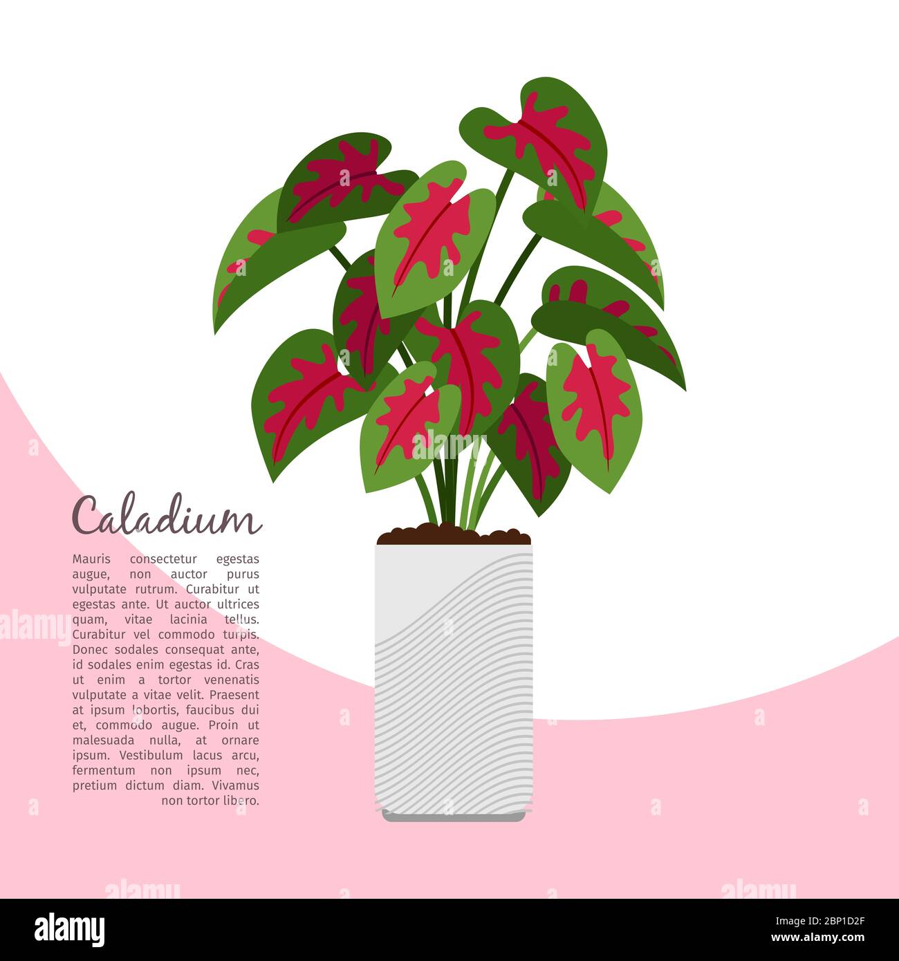 Caladium indoor plant in pot banner template, vector illustration Stock ...