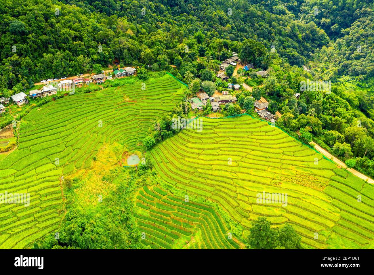 Rice fields of Bali island, Indonesia Stock Photo - Alamy