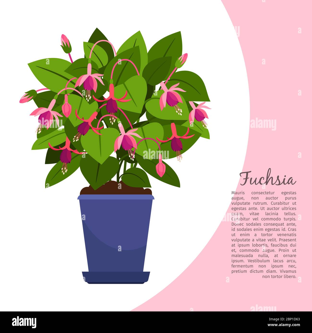 Fuchsia indoor plant in pot banner template, vector illustration Stock ...