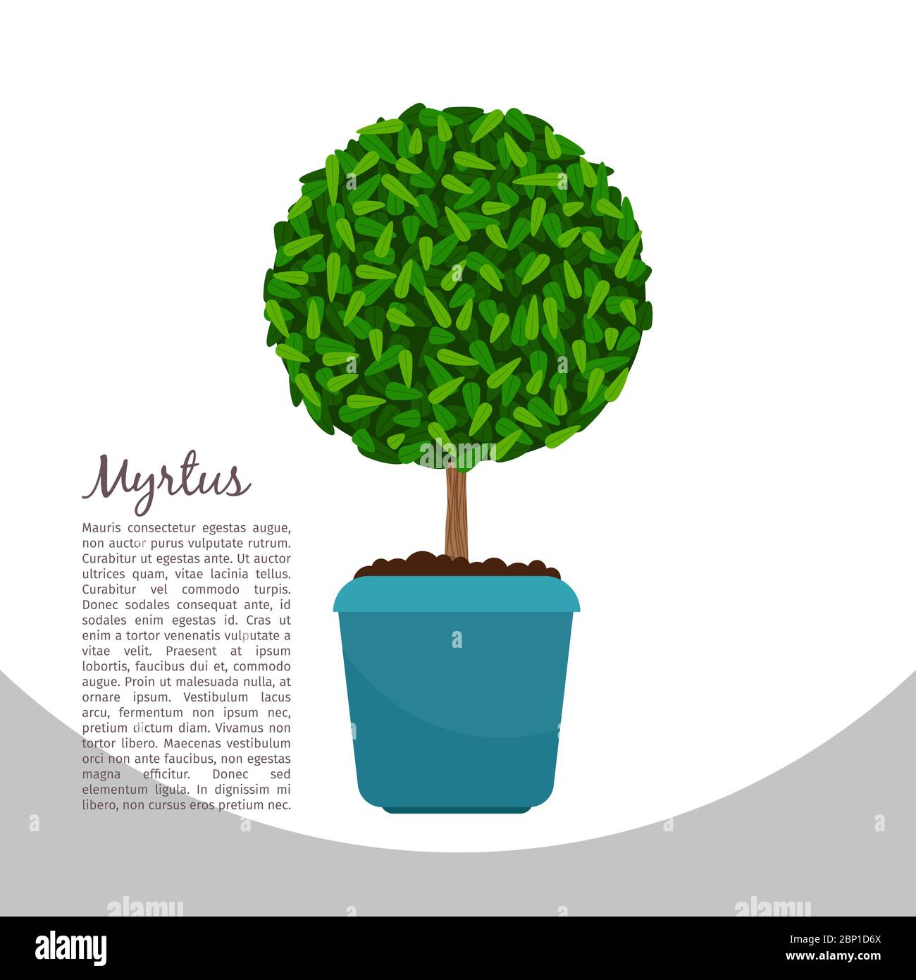 Myrtus indoor plant in pot banner template, vector illustration Stock ...