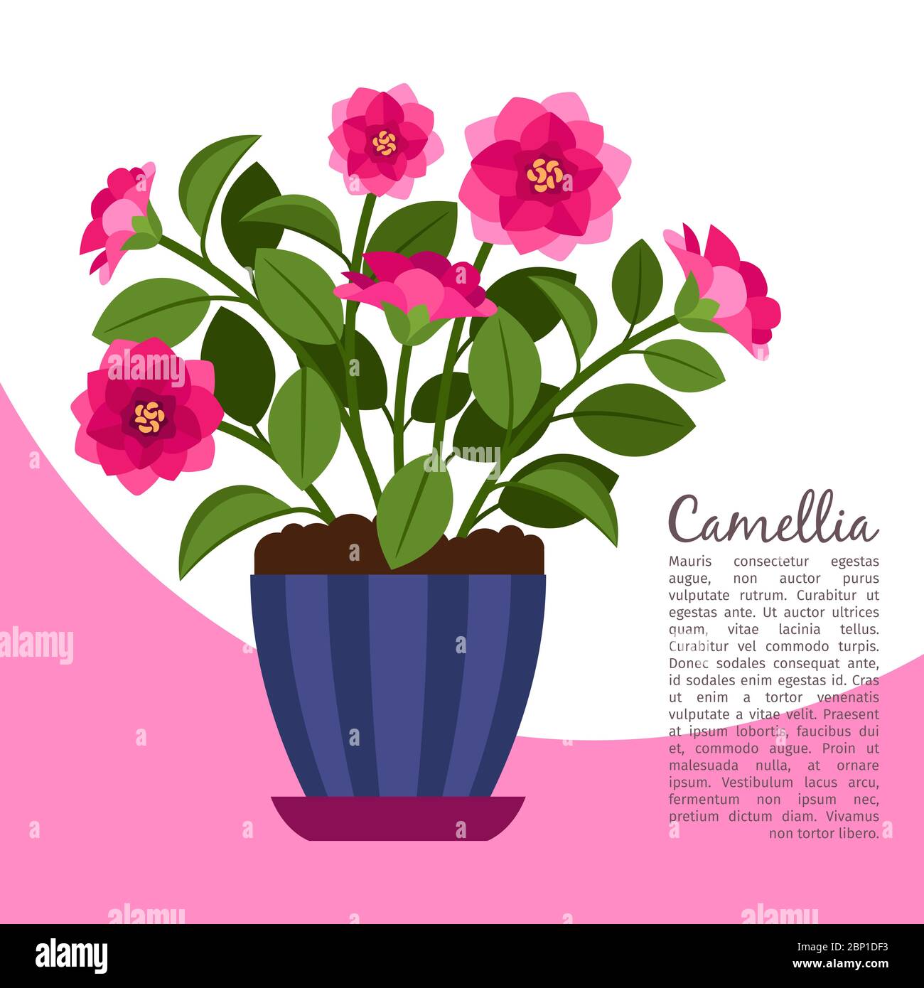 Camellia indoor plant in pot banner template, vector illustration Stock ...