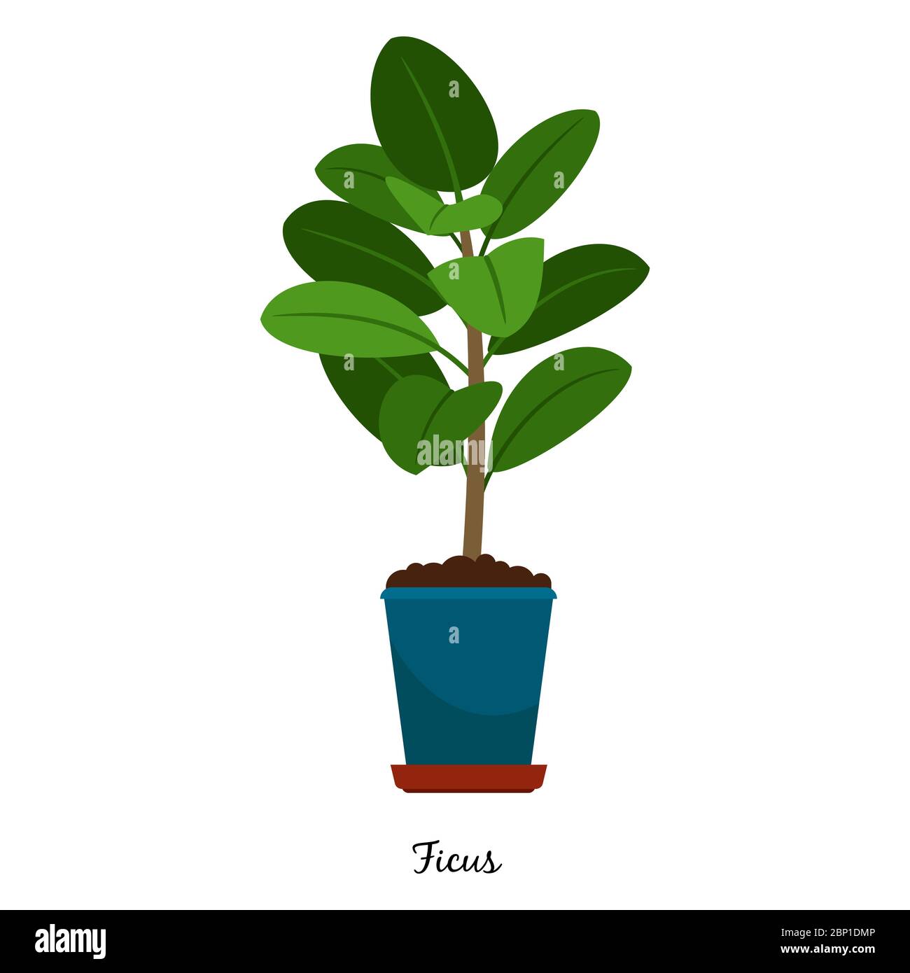 Ficus plant in pot isolated on the white background, vector ...