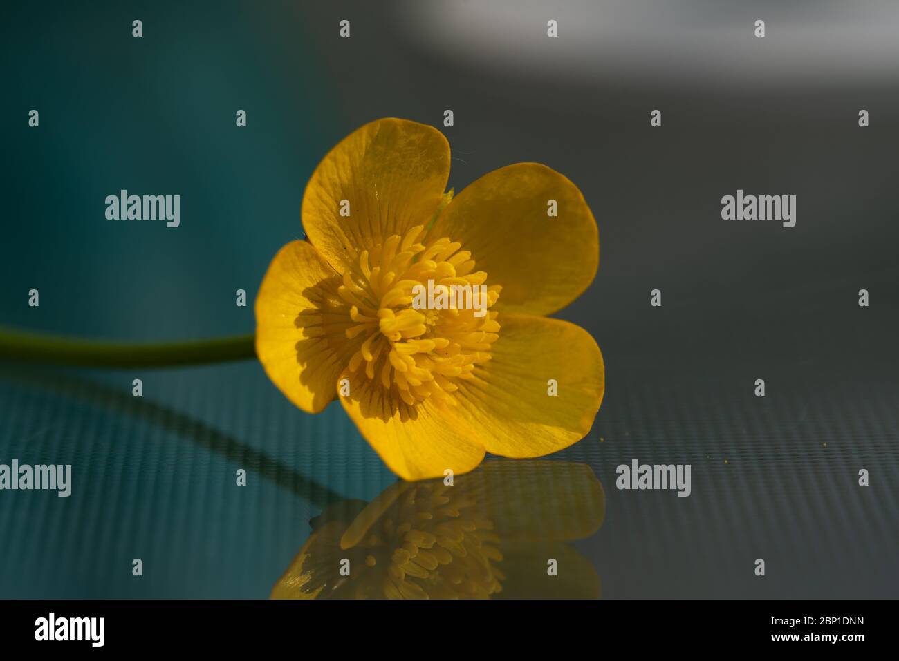 Close up reflection flower hi-res stock photography and images - Alamy