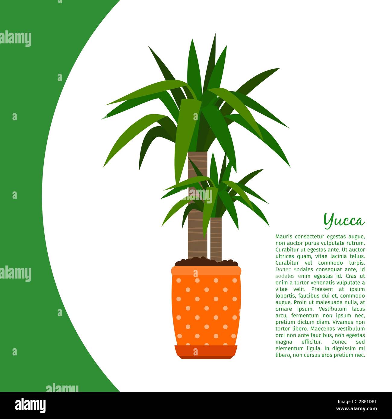 Yucca indoor plant in pot banner template, vector illustration Stock ...