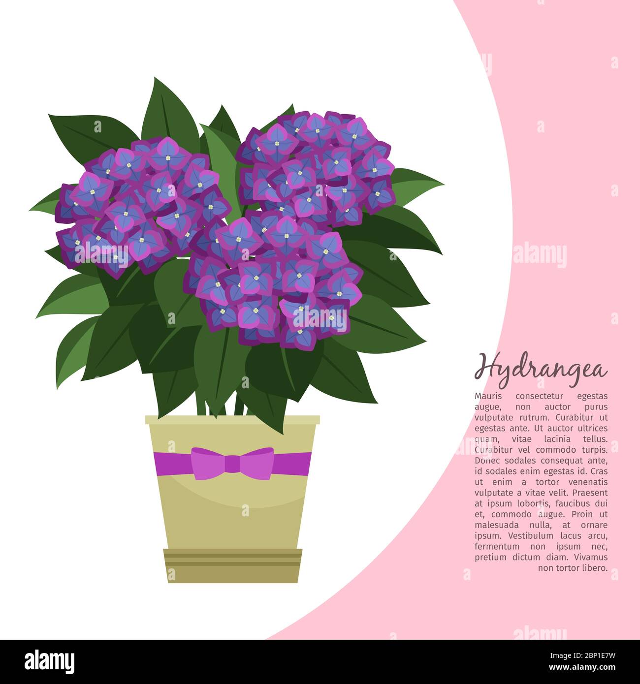 Hydrangea indoor plant in pot banner template, vector illustration ...