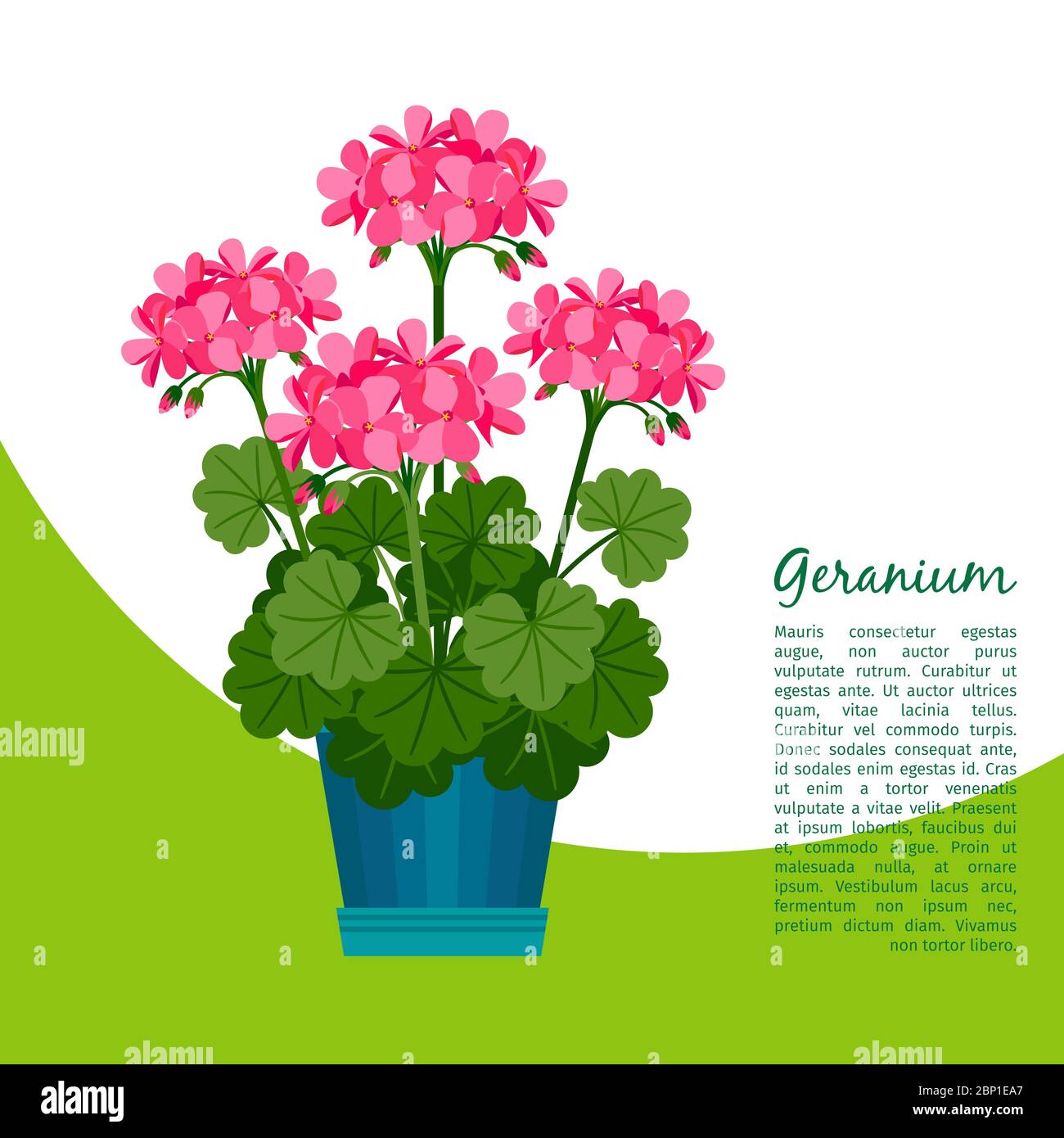 Geranium drawing hi-res stock photography and images - Alamy