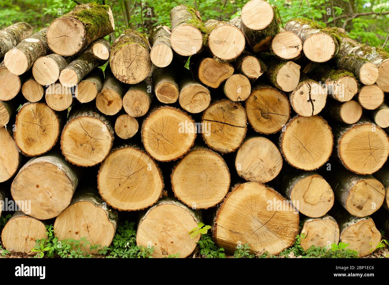 Close up cut trees hi-res stock photography and images - Alamy