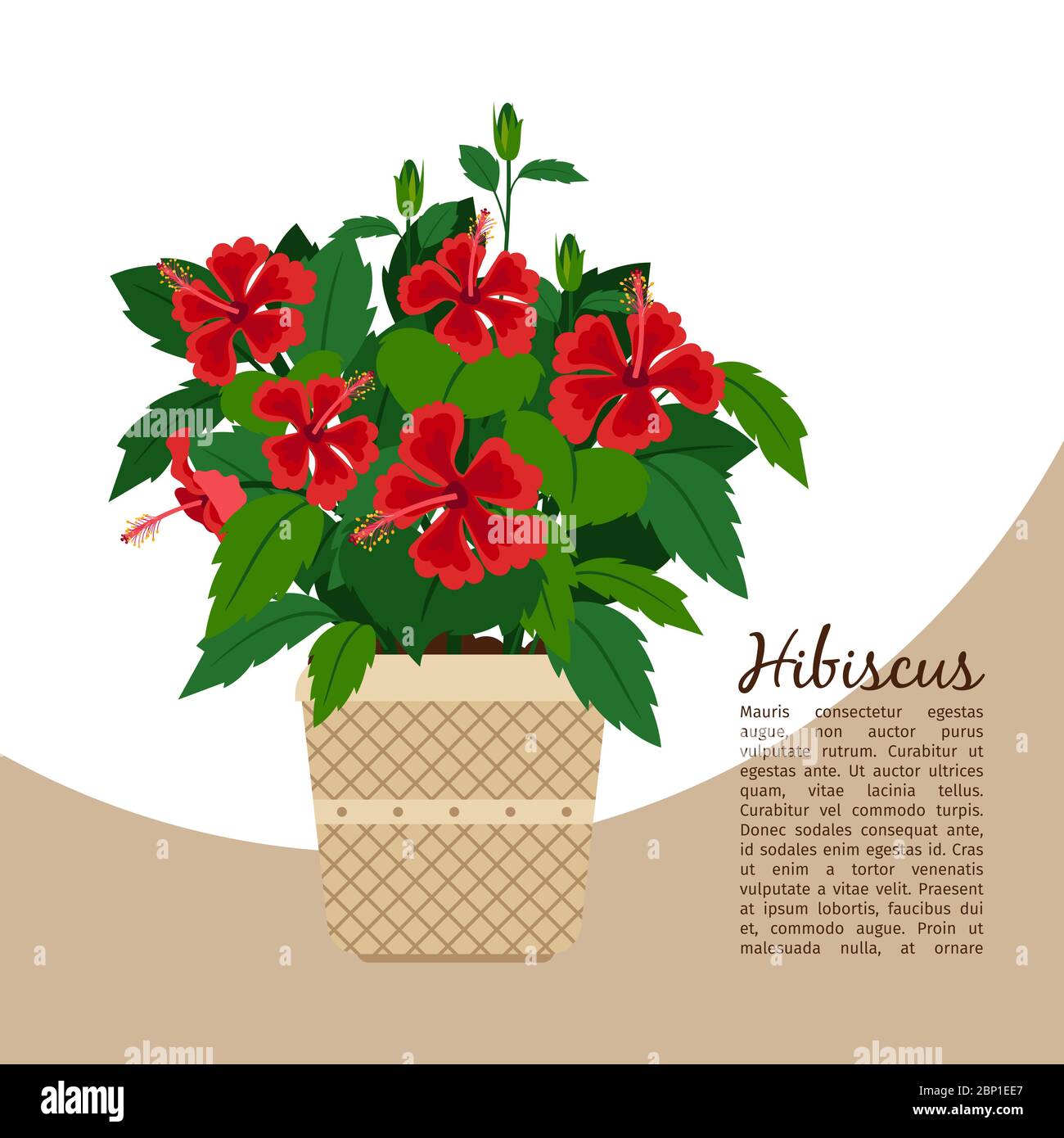 Indoor hibiscus plant Stock Vector Images - Alamy