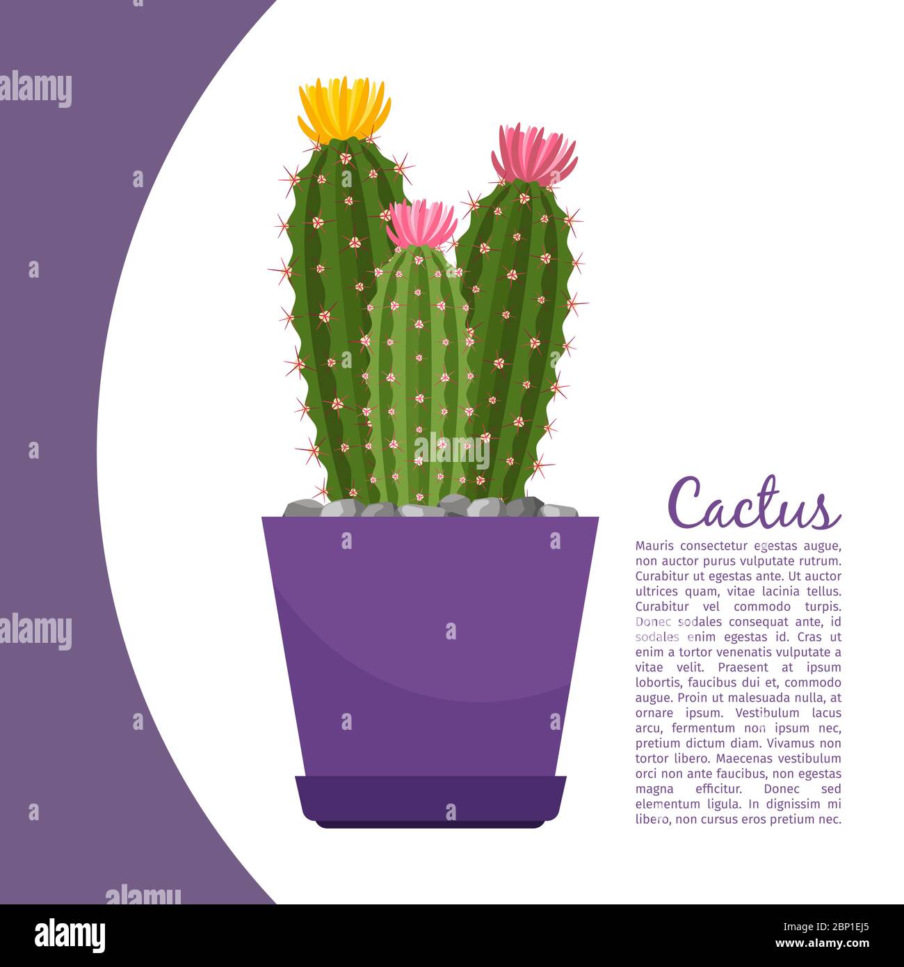 Cactus indoor plant in pot banner template, vector illustration Stock ...