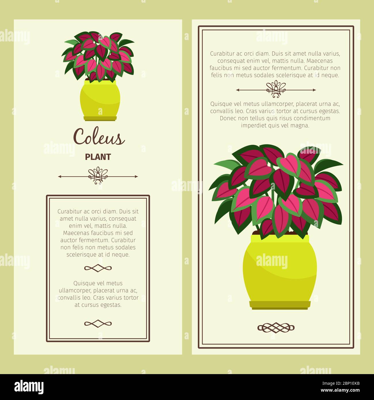 Coleus plant growth Stock Vector Images - Alamy