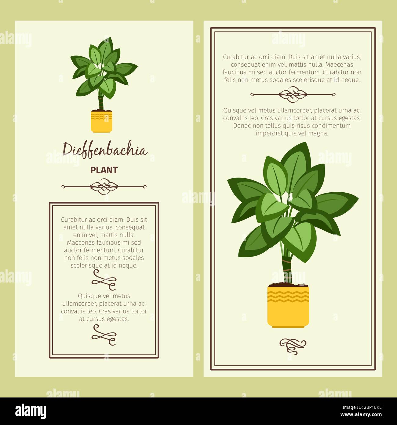 Greeting card with dieffenbachia decorative plant, square frame. Vector ...