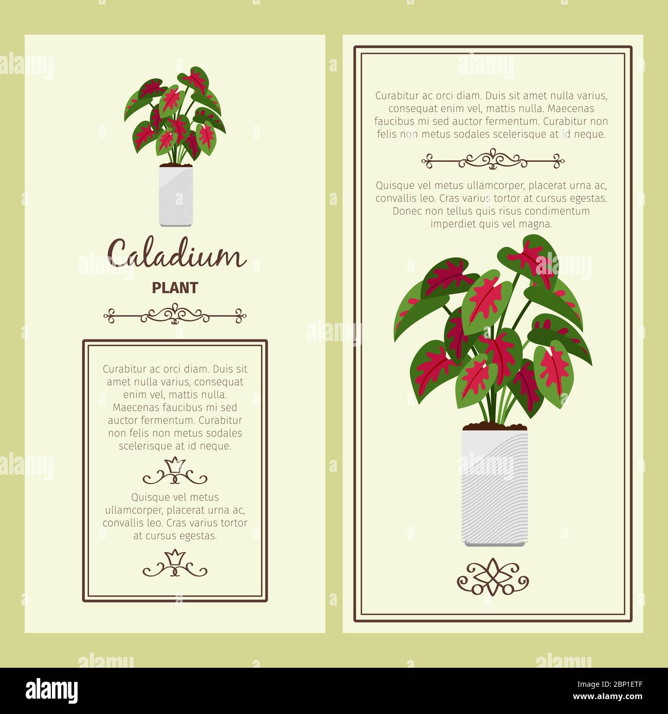 Greeting card with caladium decorative plant, square frame. Vector ...
