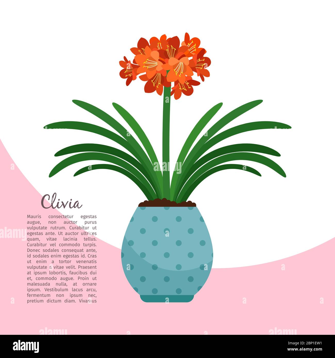 Clivia indoor plant in pot banner template, vector illustration Stock ...