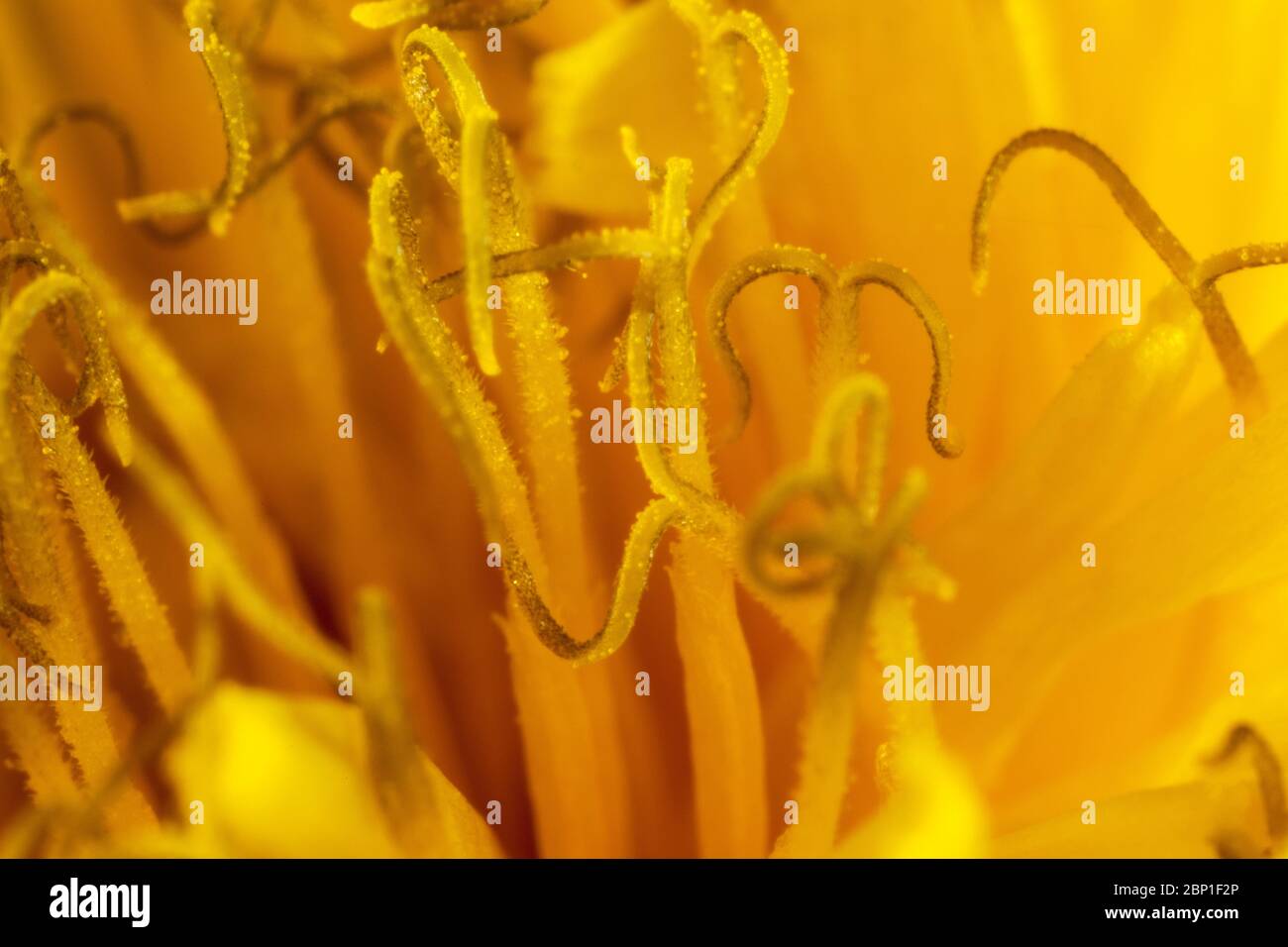 Extreme close-up view of thestamens in the flower of Taraxacum ...