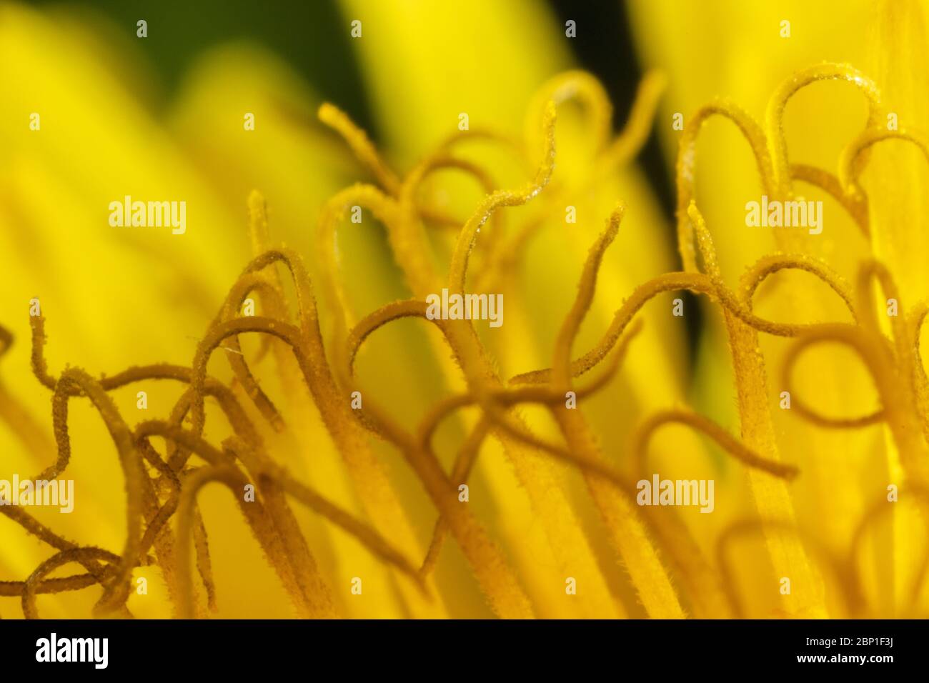 Extreme close-up view of thestamens in the flower of Taraxacum ...