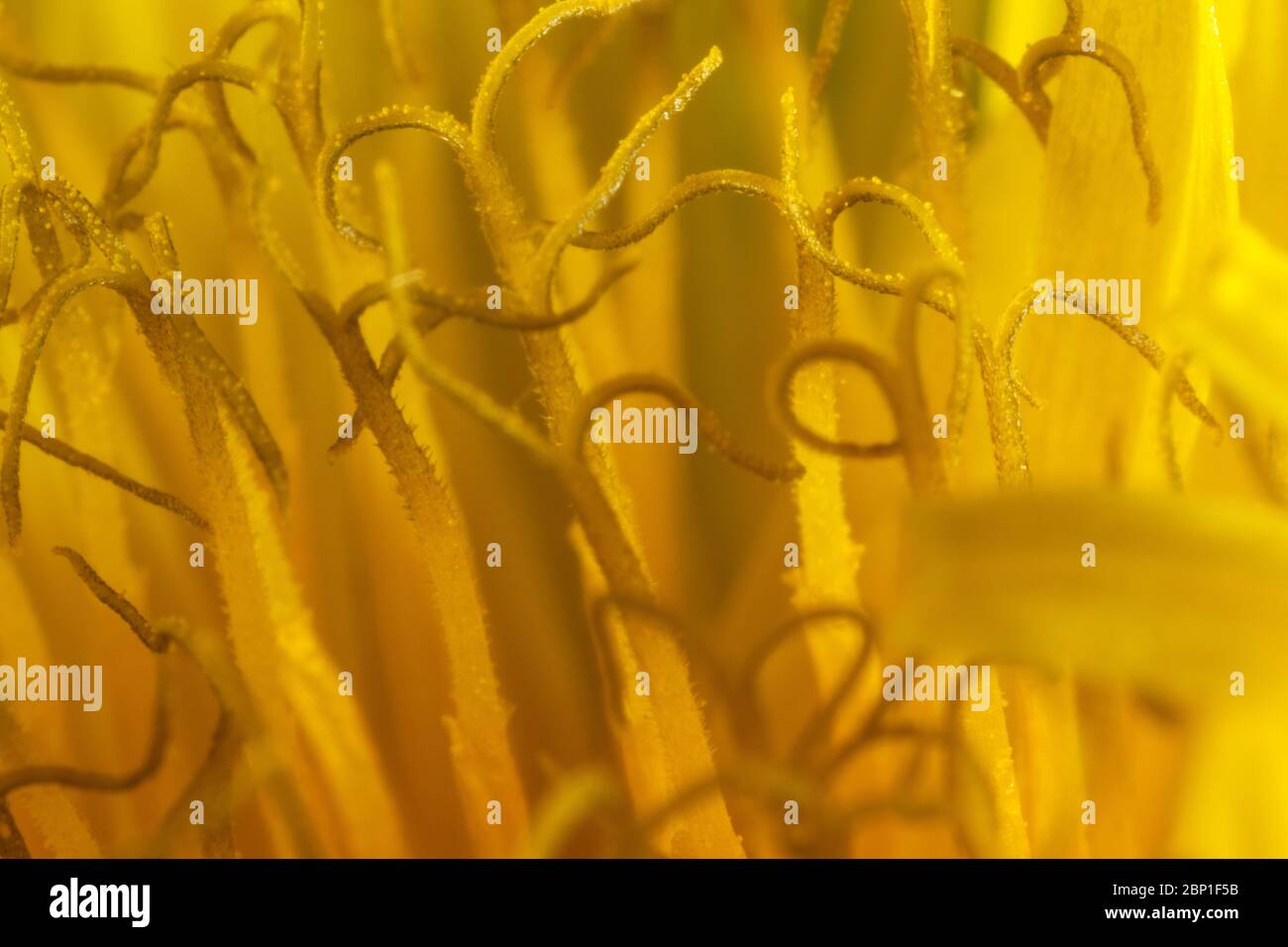 Extreme close-up view of thestamens in the flower of Taraxacum ...