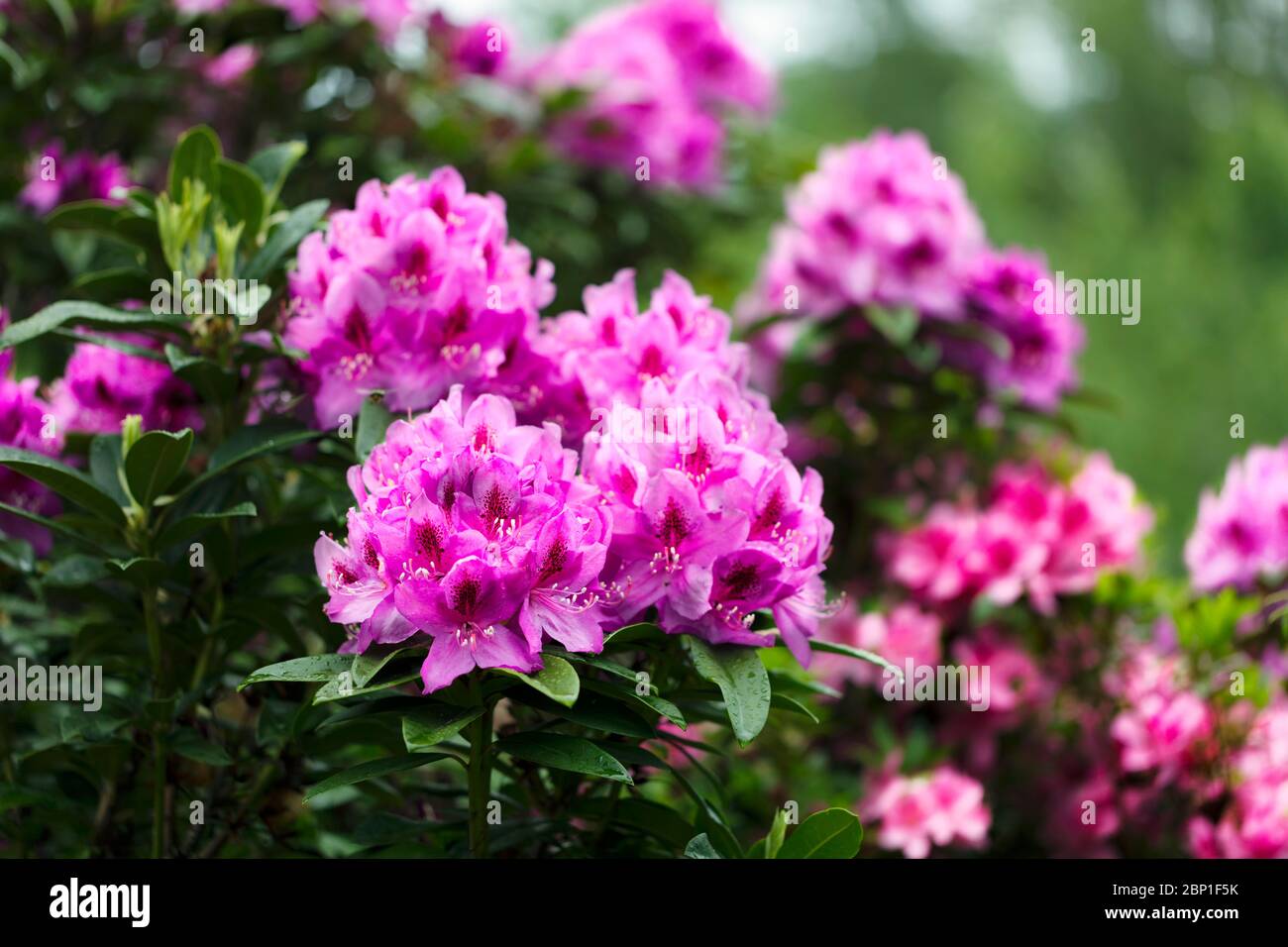 State flower of washington hi-res stock photography and images - Alamy