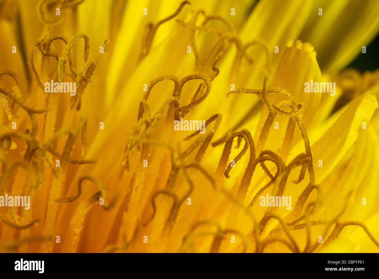 Extreme close-up view of thestamens in the flower of Taraxacum ...