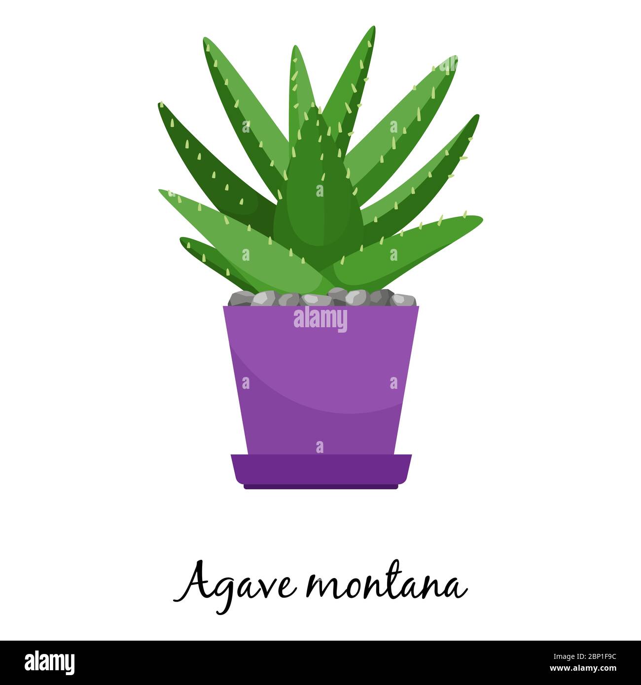 Agave montana cactus in pot isolated on the white background, vector ...