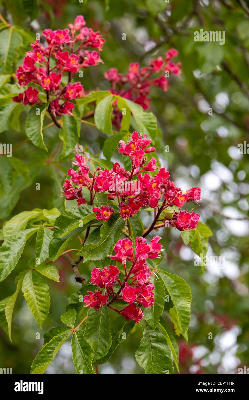 Sweet chestnut tree and blossom hi-res stock photography and images - Alamy
