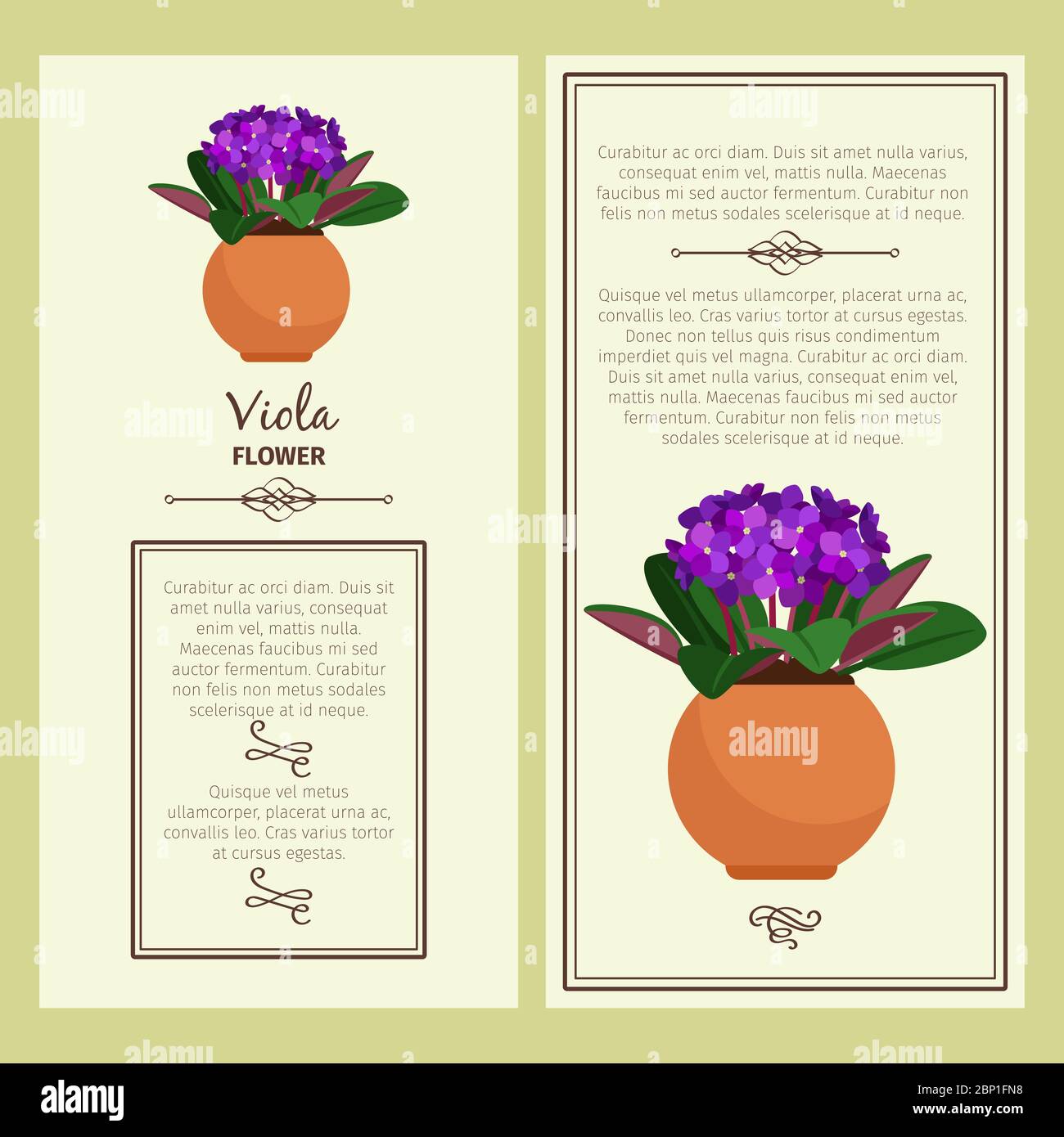 Greeting card with viola decorative plant, square frame. Vector ...