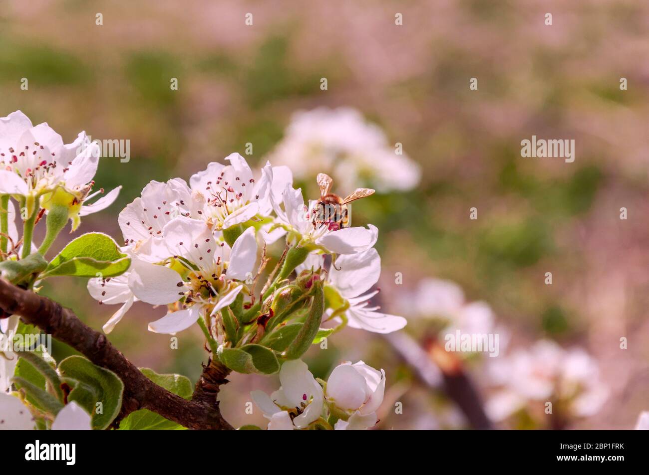 the bee collects nectar on the apple blossom Stock Photo - Alamy