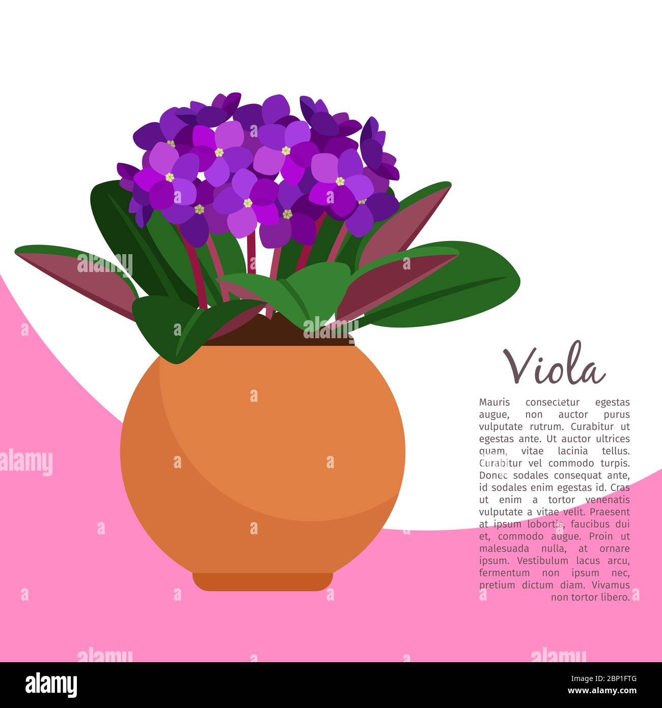 Viola indoor plant in pot banner template, vector illustration Stock ...
