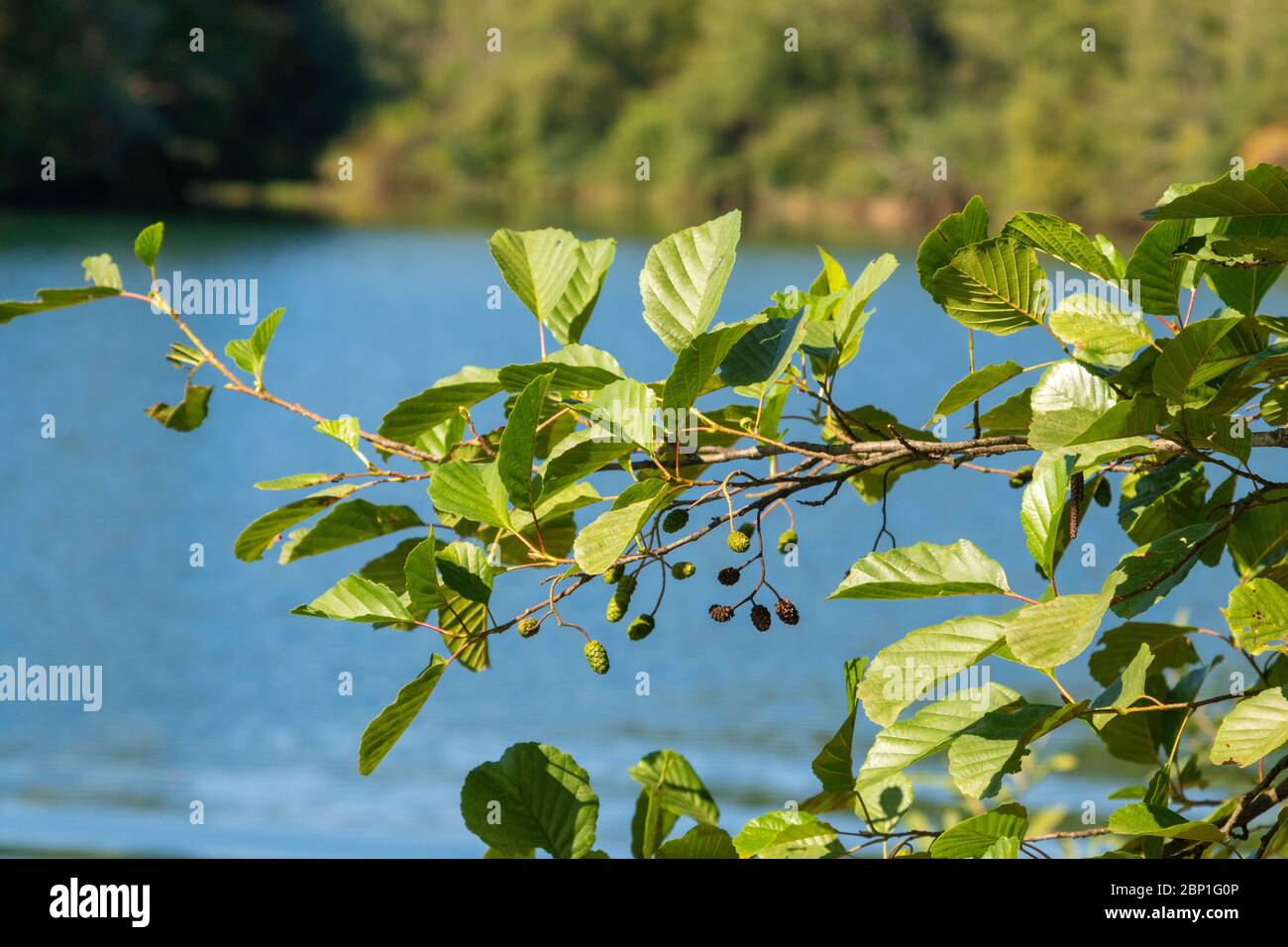 Branch with the leaves and fruits Alnus glutinosa, the common alder ...