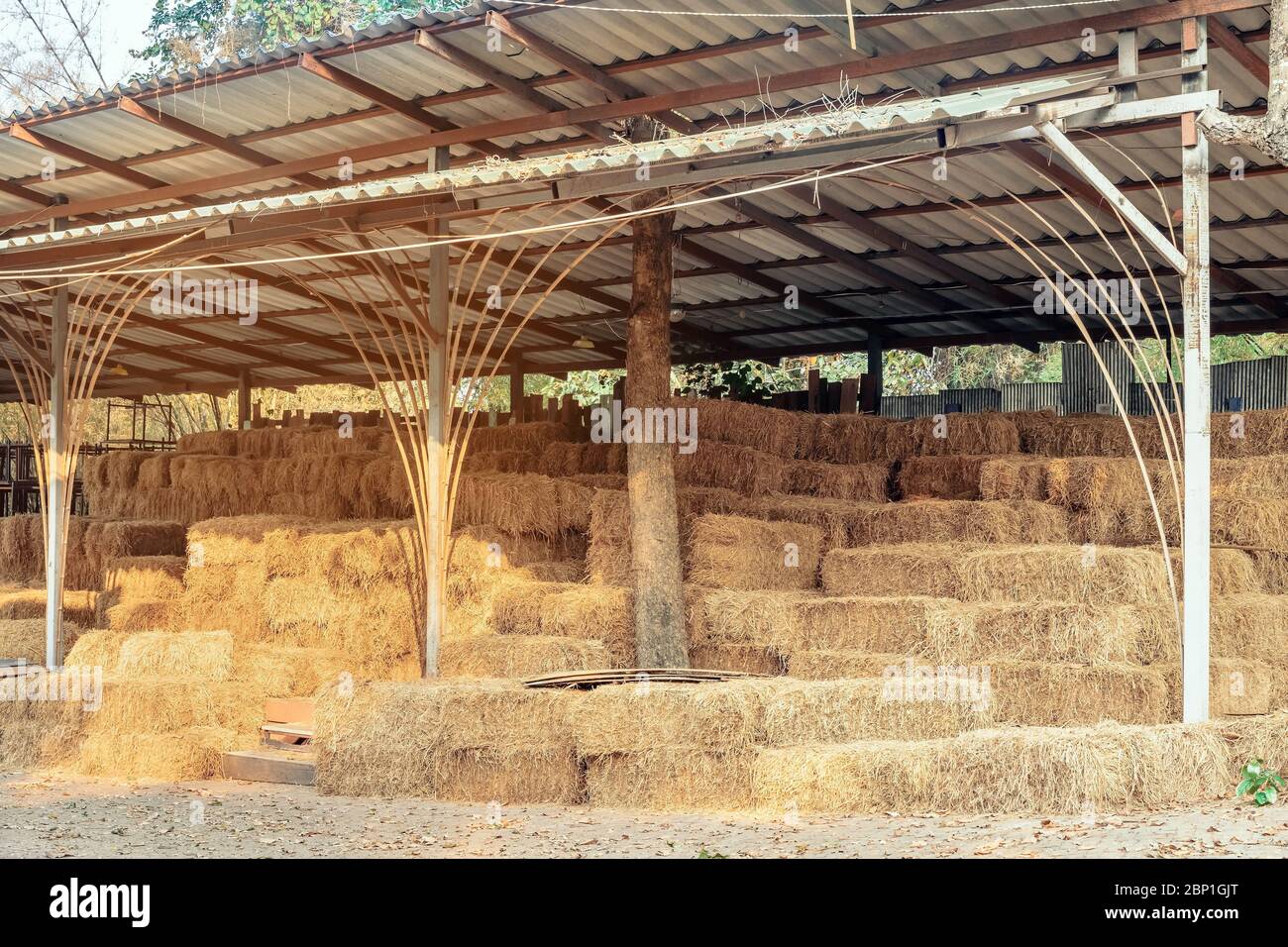 Piled stacks of dry straw collected for animal feed. Dry baled hay ...