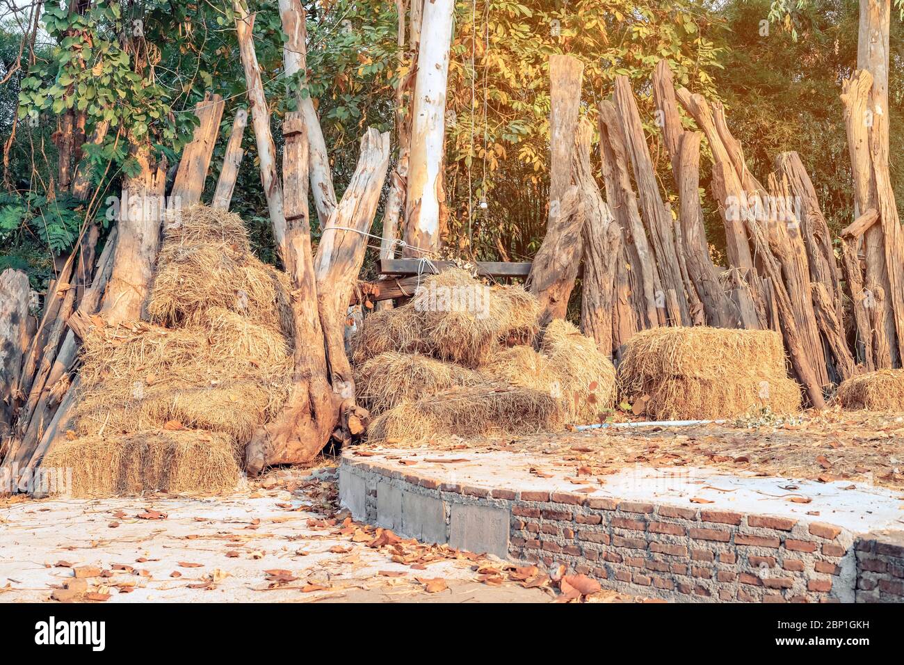 Piled stacks of dry straw collected for animal feed. Dry baled hay ...