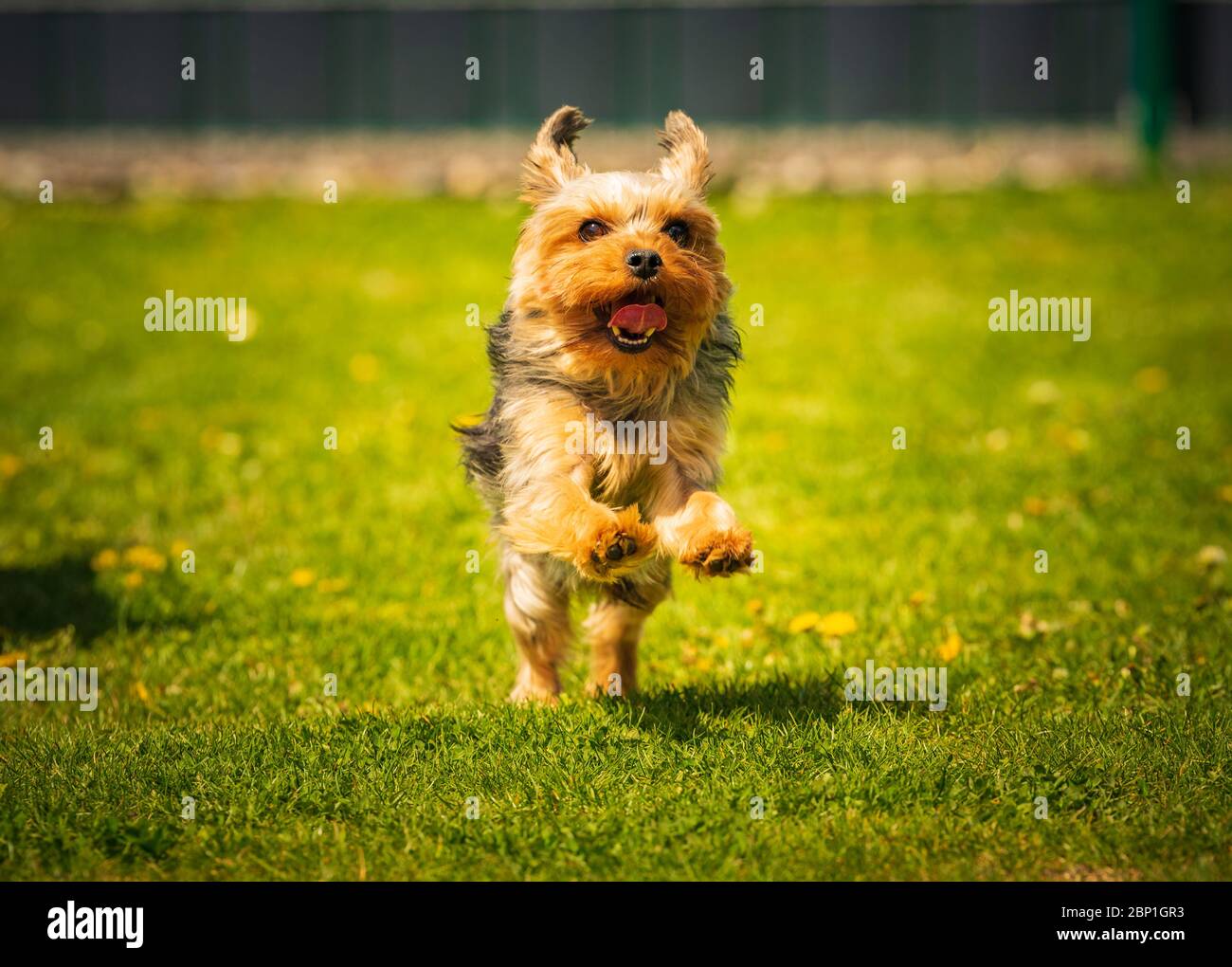An amazing Yorkshire Terrier is having fun running and jumping towards ...