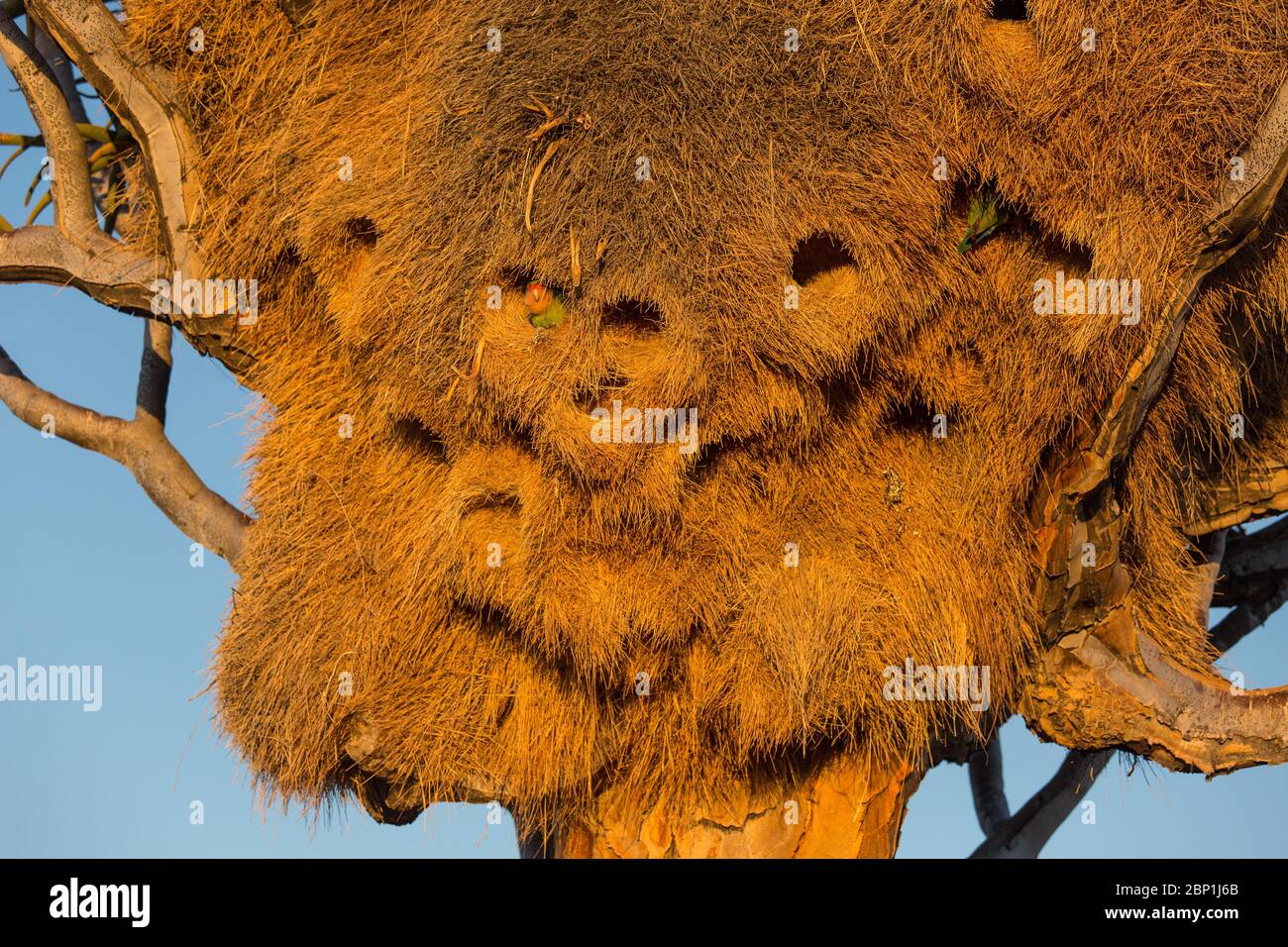 Huge nest of the sociable weaver is a species of bird in the Weaver ...