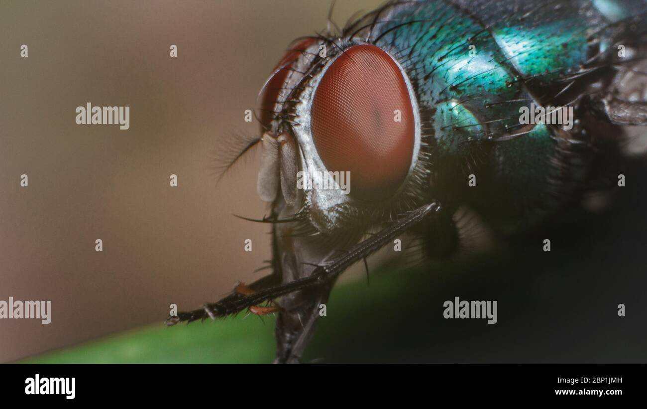 Super creepy fly hi-res stock photography and images - Alamy