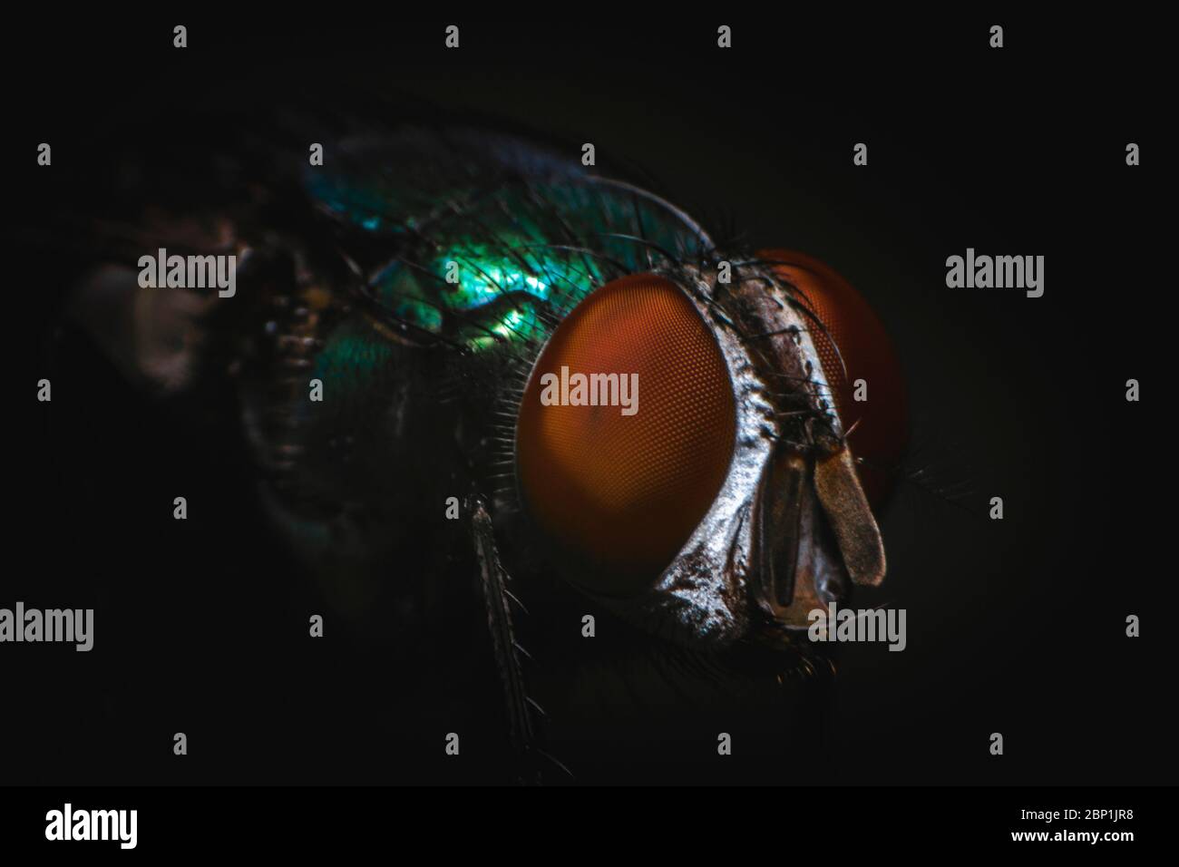 Super creepy fly hi-res stock photography and images - Alamy