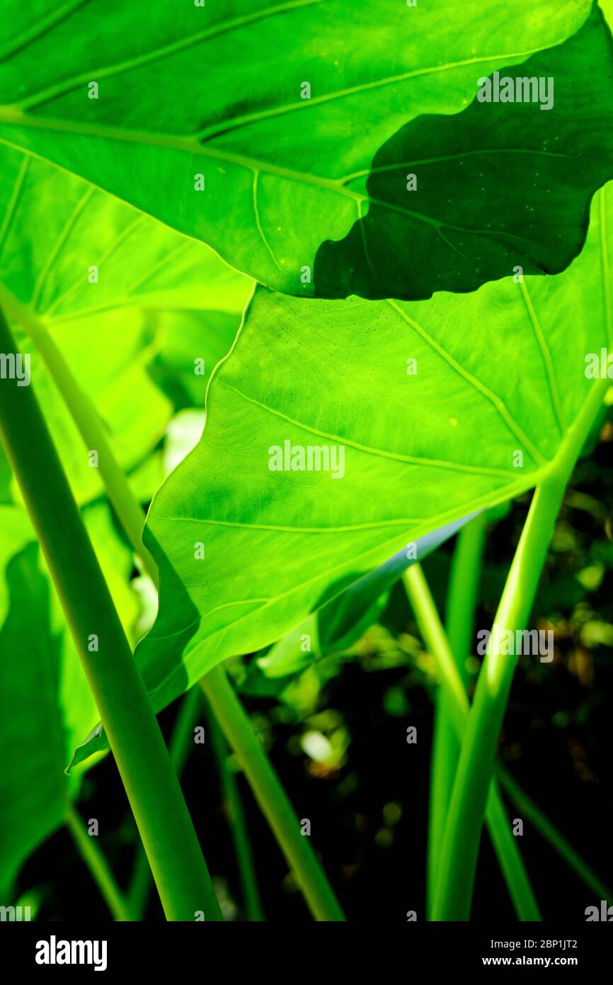 Bottom of the leaf hi-res stock photography and images - Alamy